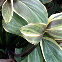 PLANT GALLERY | Buick Plant Services – Phone 0411 877 266