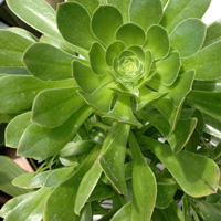 PLANT GALLERY | Buick Plant Services – Phone 0411 877 266