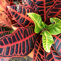 PLANT GALLERY | Buick Plant Services – Phone 0411 877 266
