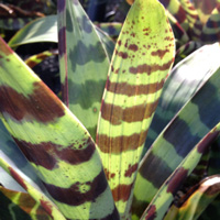 PLANT GALLERY | Buick Plant Services – Phone 0411 877 266