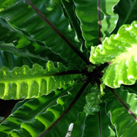 PLANT GALLERY | Buick Plant Services – Phone 0411 877 266