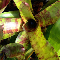 PLANT GALLERY | Buick Plant Services – Phone 0411 877 266