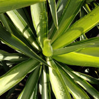 PLANT GALLERY | Buick Plant Services – Phone 0411 877 266