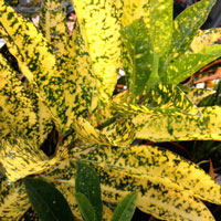 PLANT GALLERY | Buick Plant Services – Phone 0411 877 266